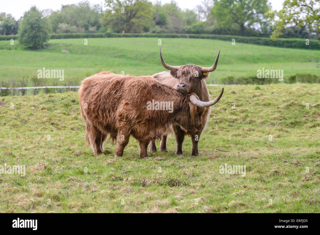 Highland cattle, England, UK Stock Photo - Alamy