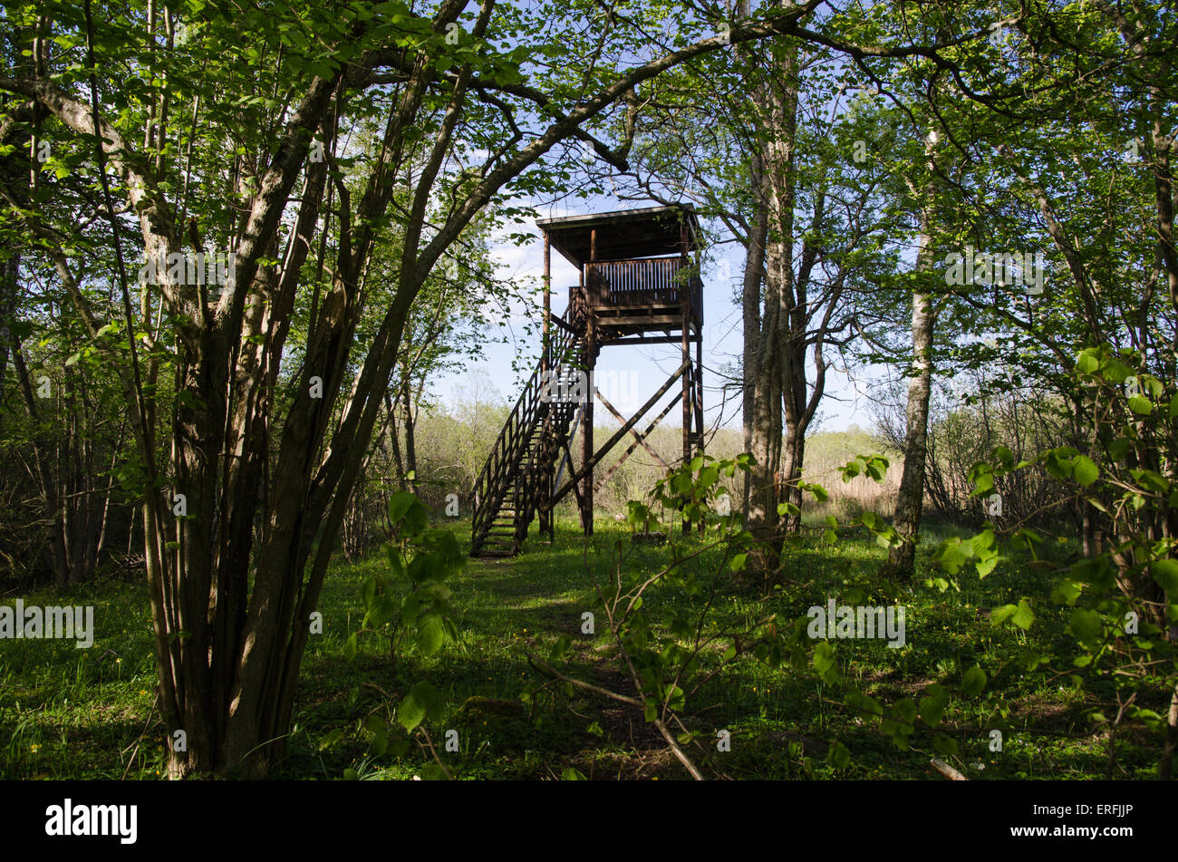 Hidden bird watching tower in a deciduous forest in a swedish nature ...