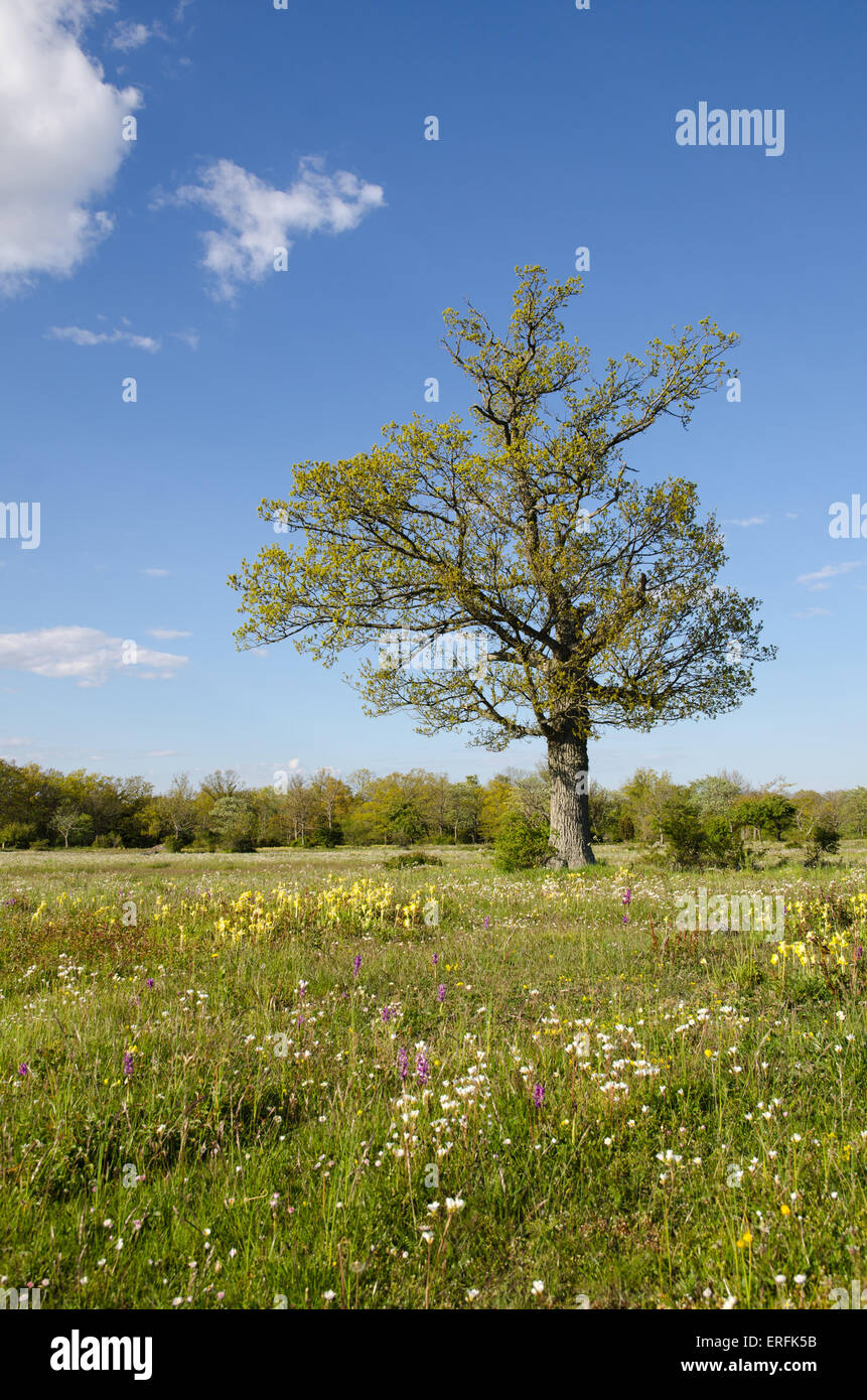 Solitary blossom hi-res stock photography and images - Alamy