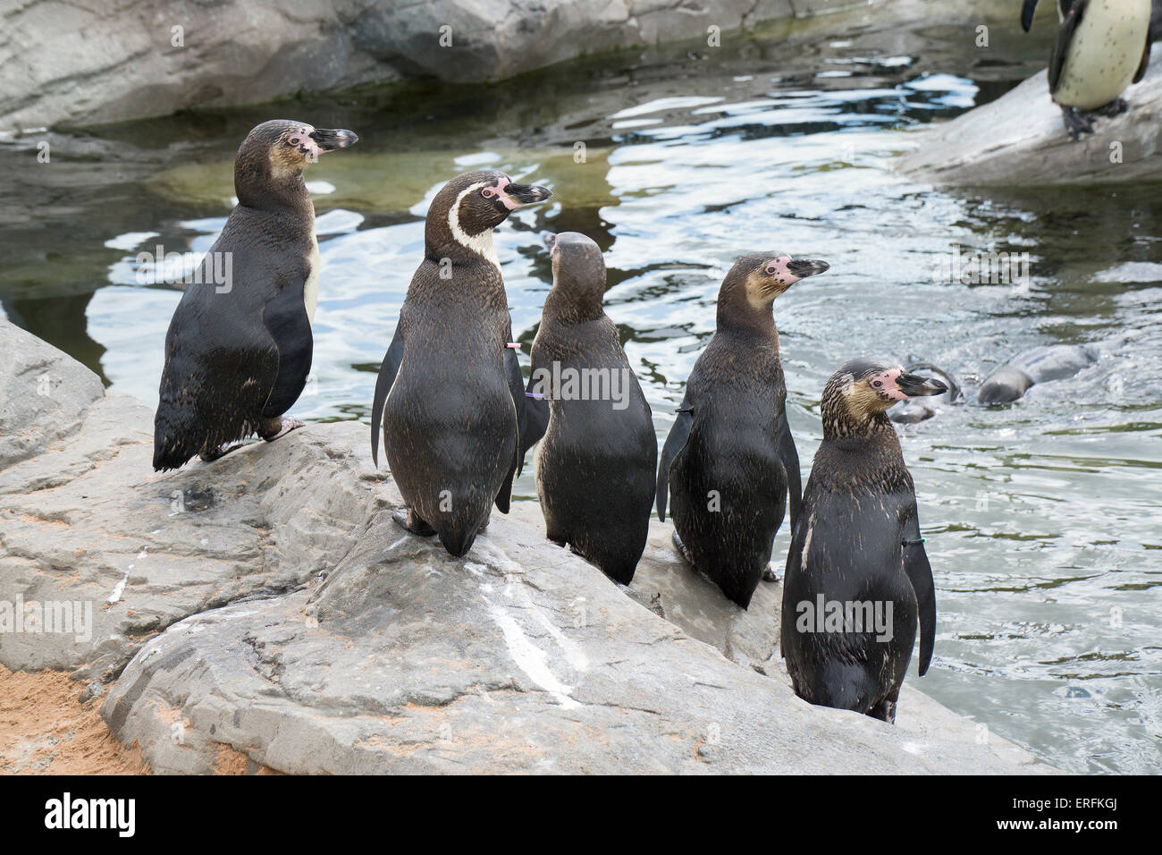 Captive bread hi-res stock photography and images - Alamy