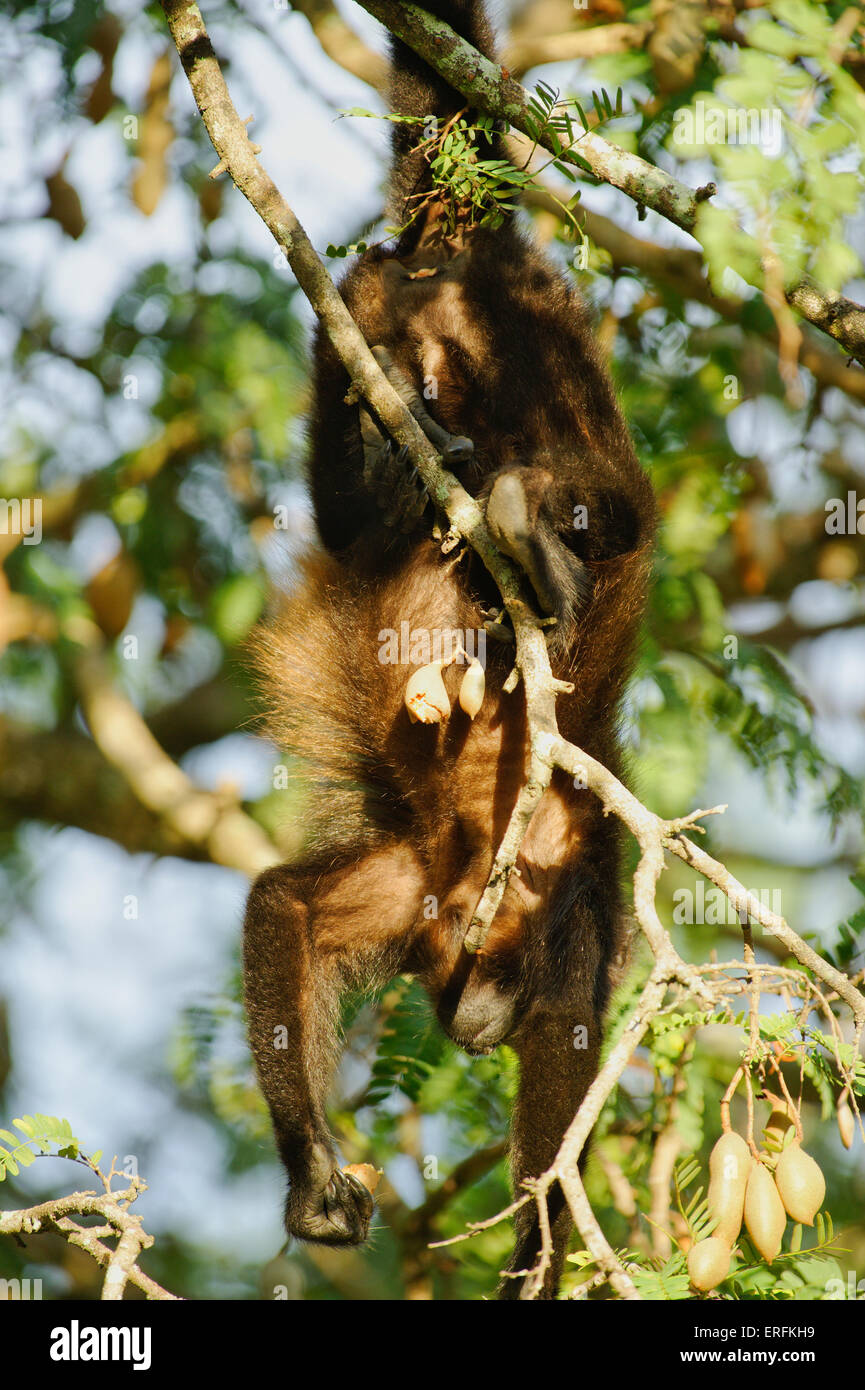 Howler Monkey In Jungle High Resolution Stock Photography and Images ...