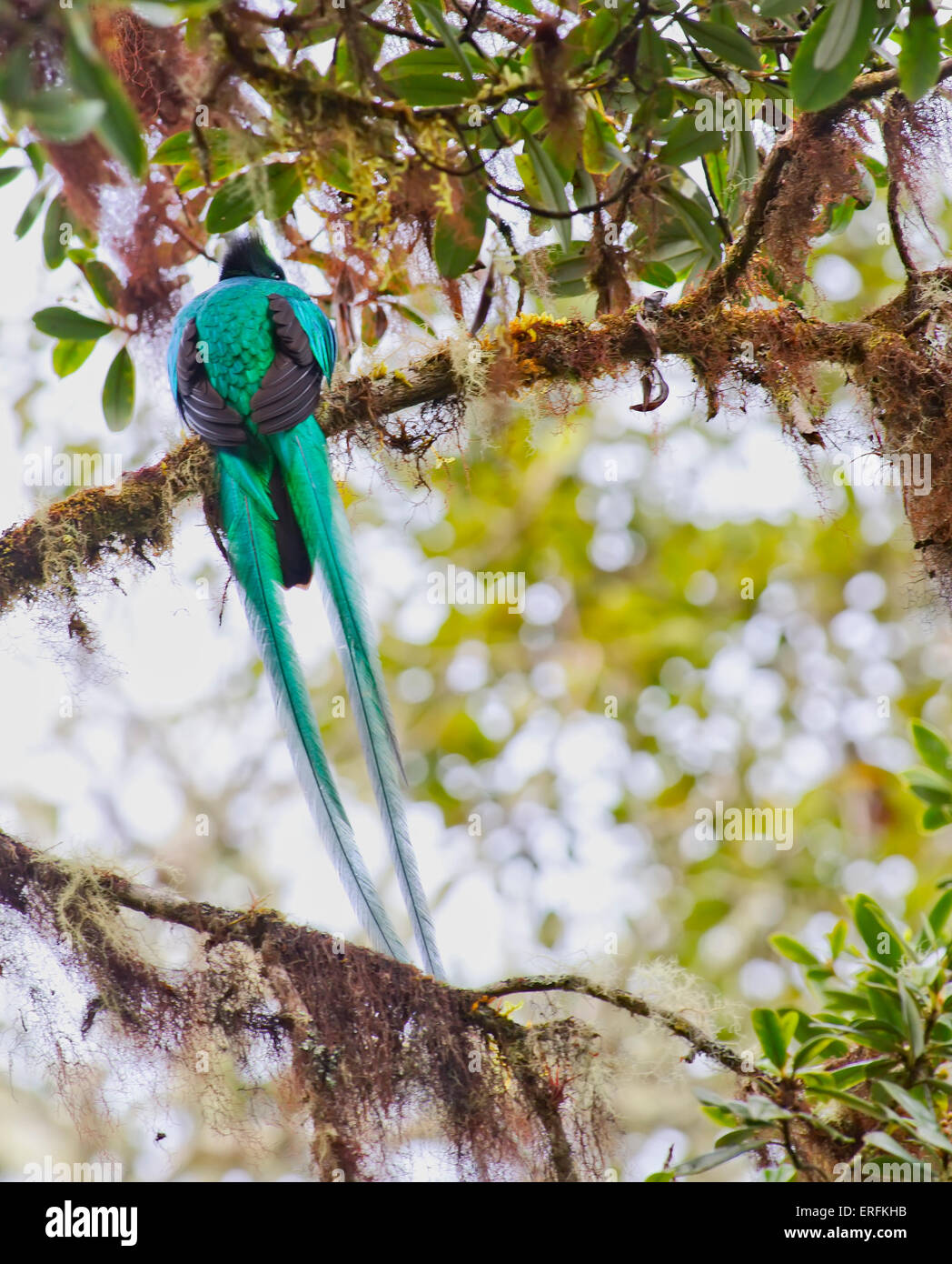 Quetzal resplendent hi-res stock photography and images - Alamy