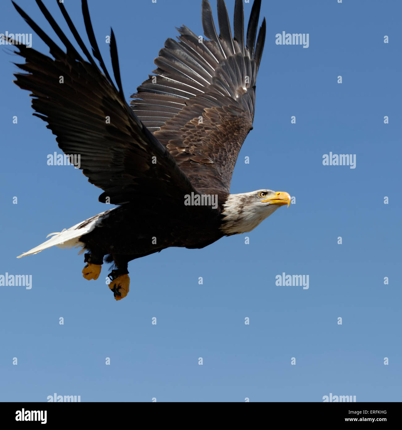 Eagle searching prey hi-res stock photography and images - Alamy