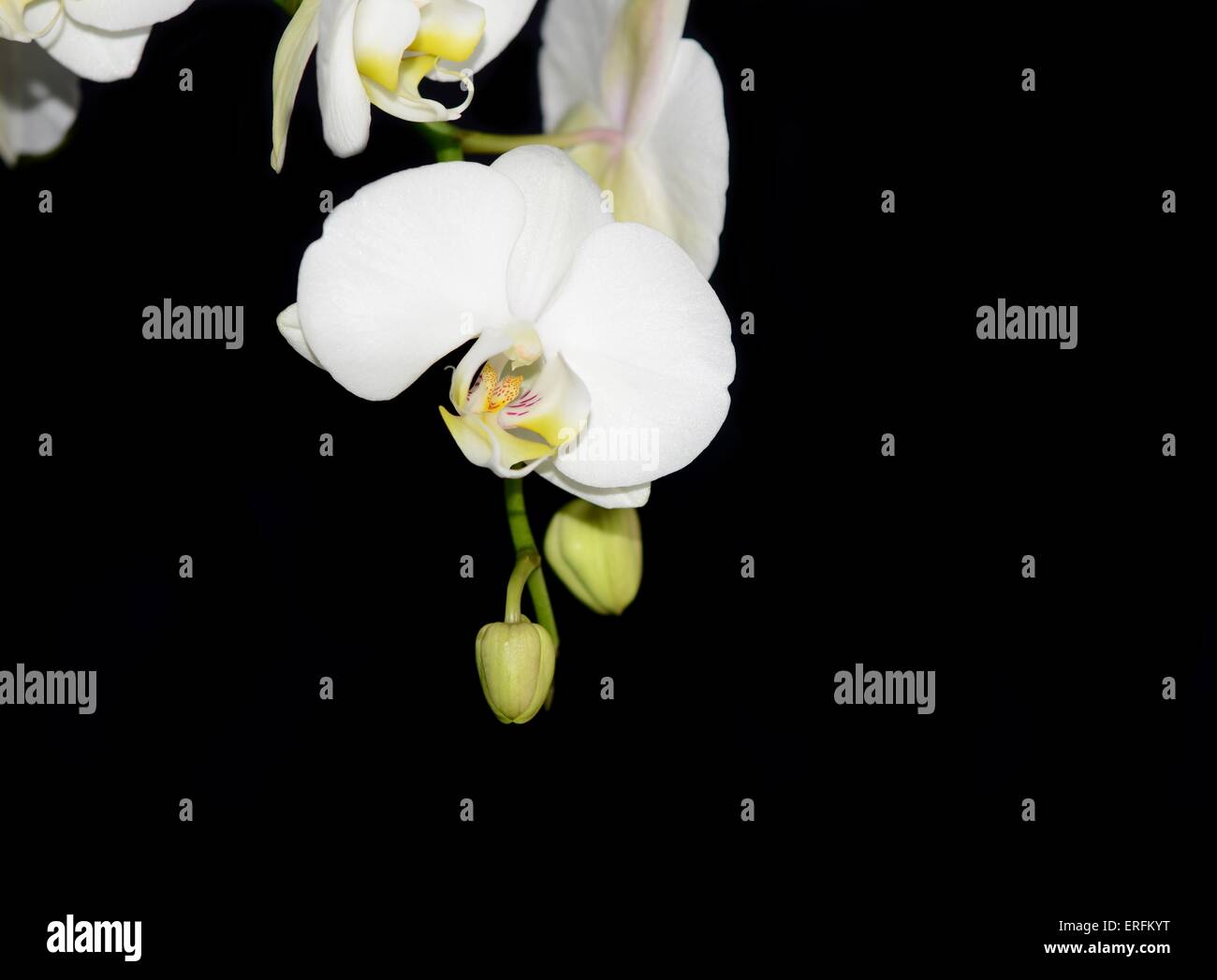 Orchid flower border design hi-res stock photography and images - Alamy