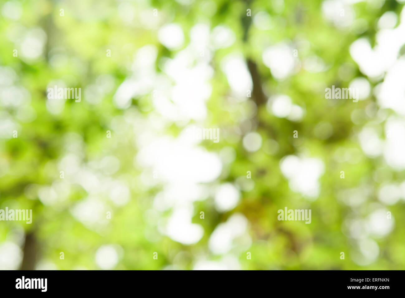 Abstract forest background Stock Photo - Alamy