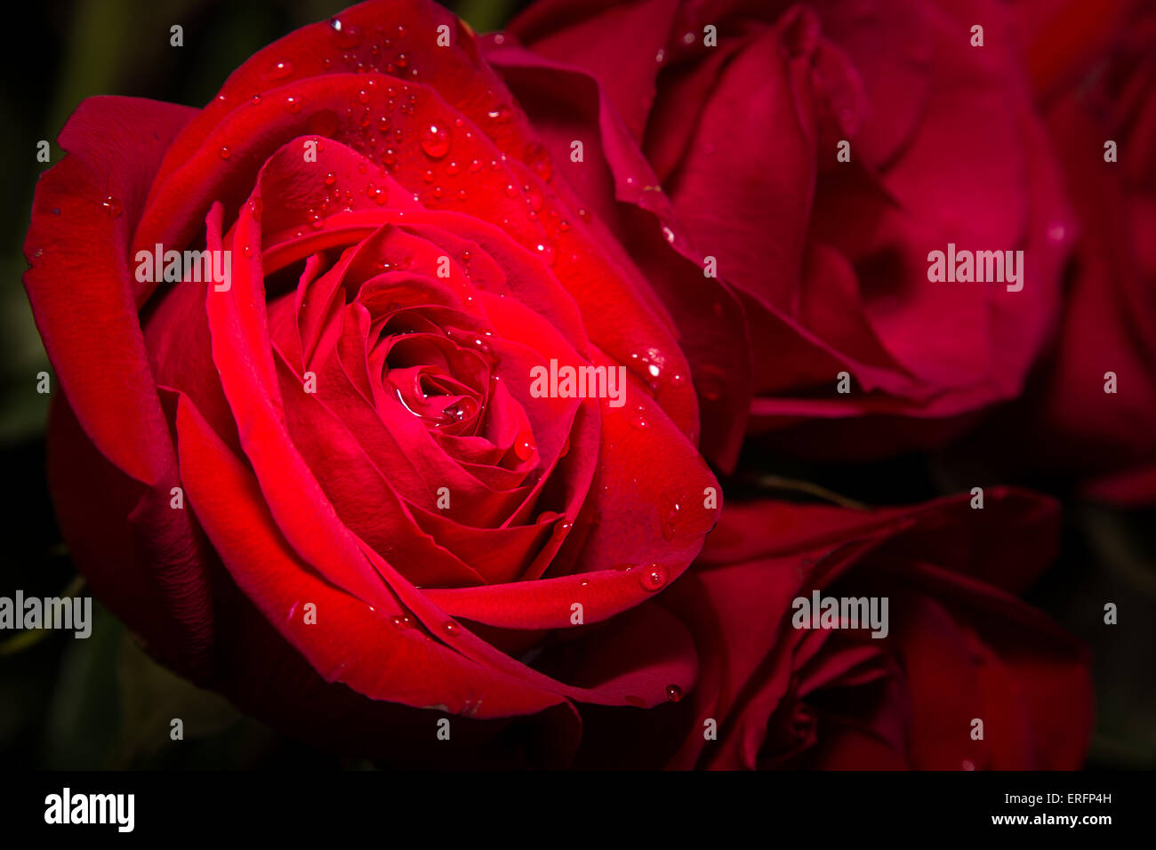 Deep red rose with water droplets under spotlight Stock Photo - Alamy