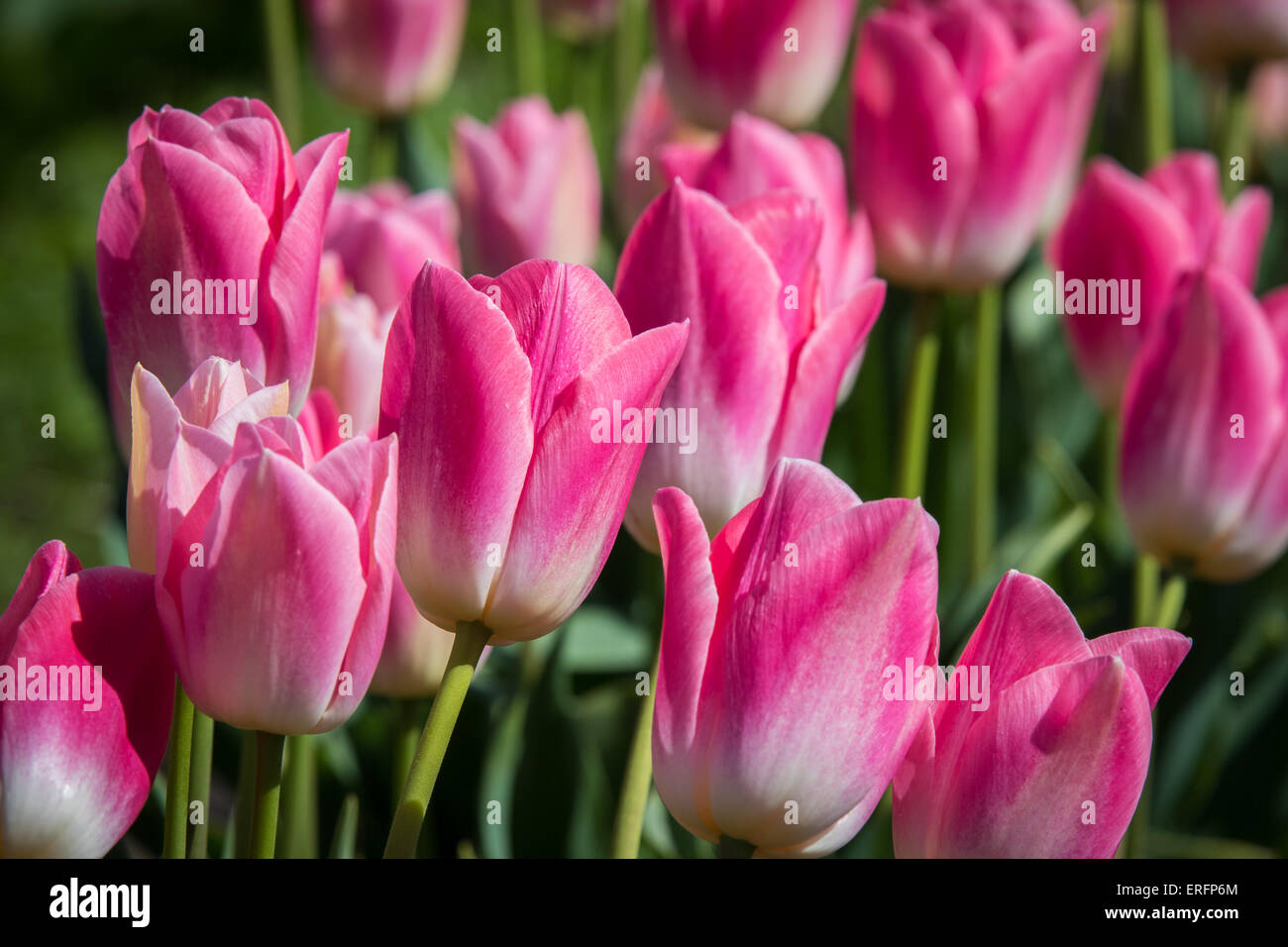 Pink tulips blooming in spring Stock Photo - Alamy