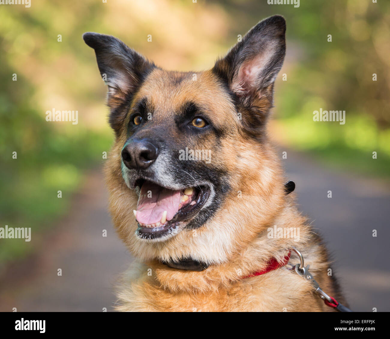 Portrait of a German Shepherd Stock Photo - Alamy