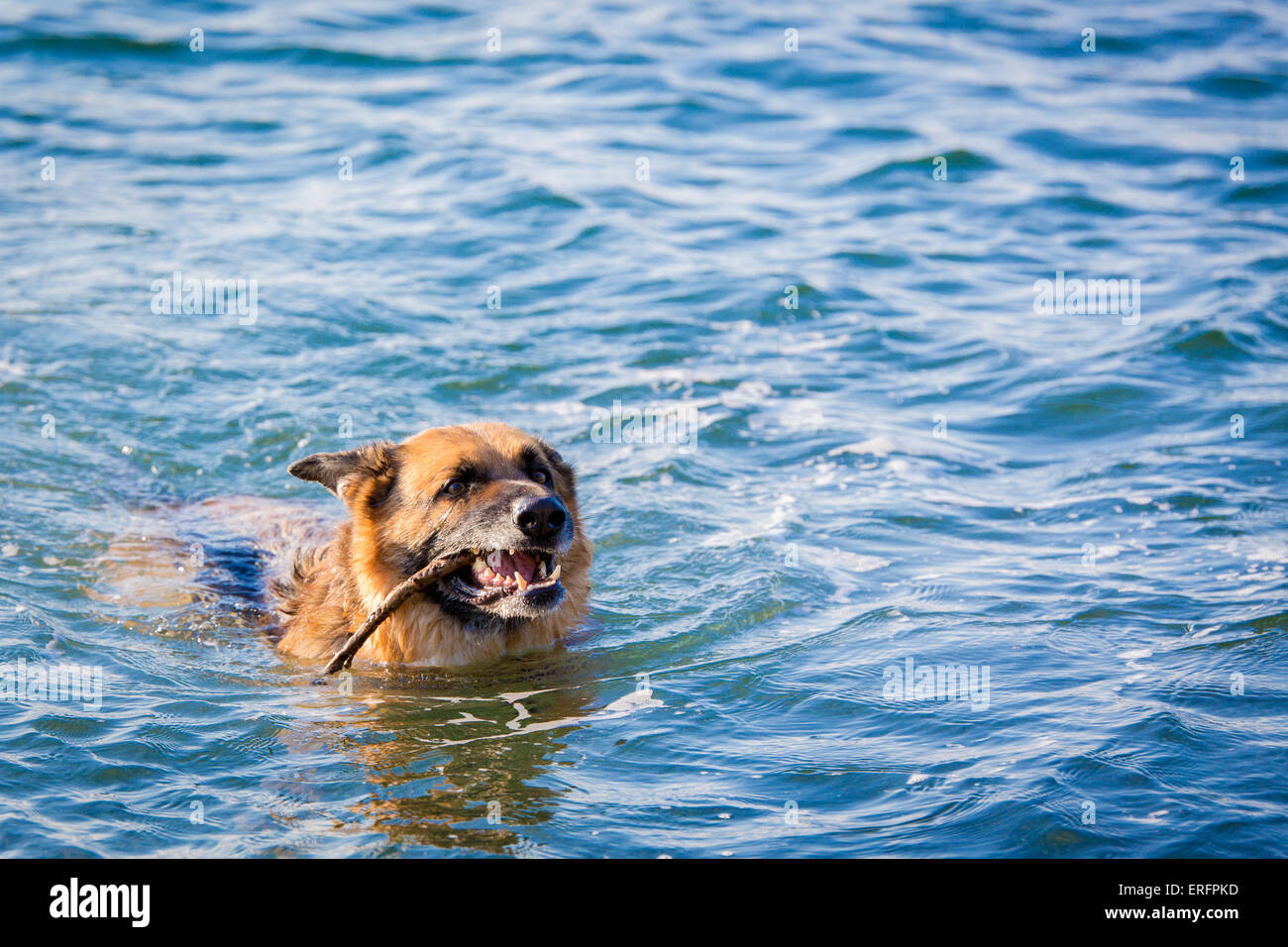 German Shepherd playing fetch the stick Stock Photo - Alamy