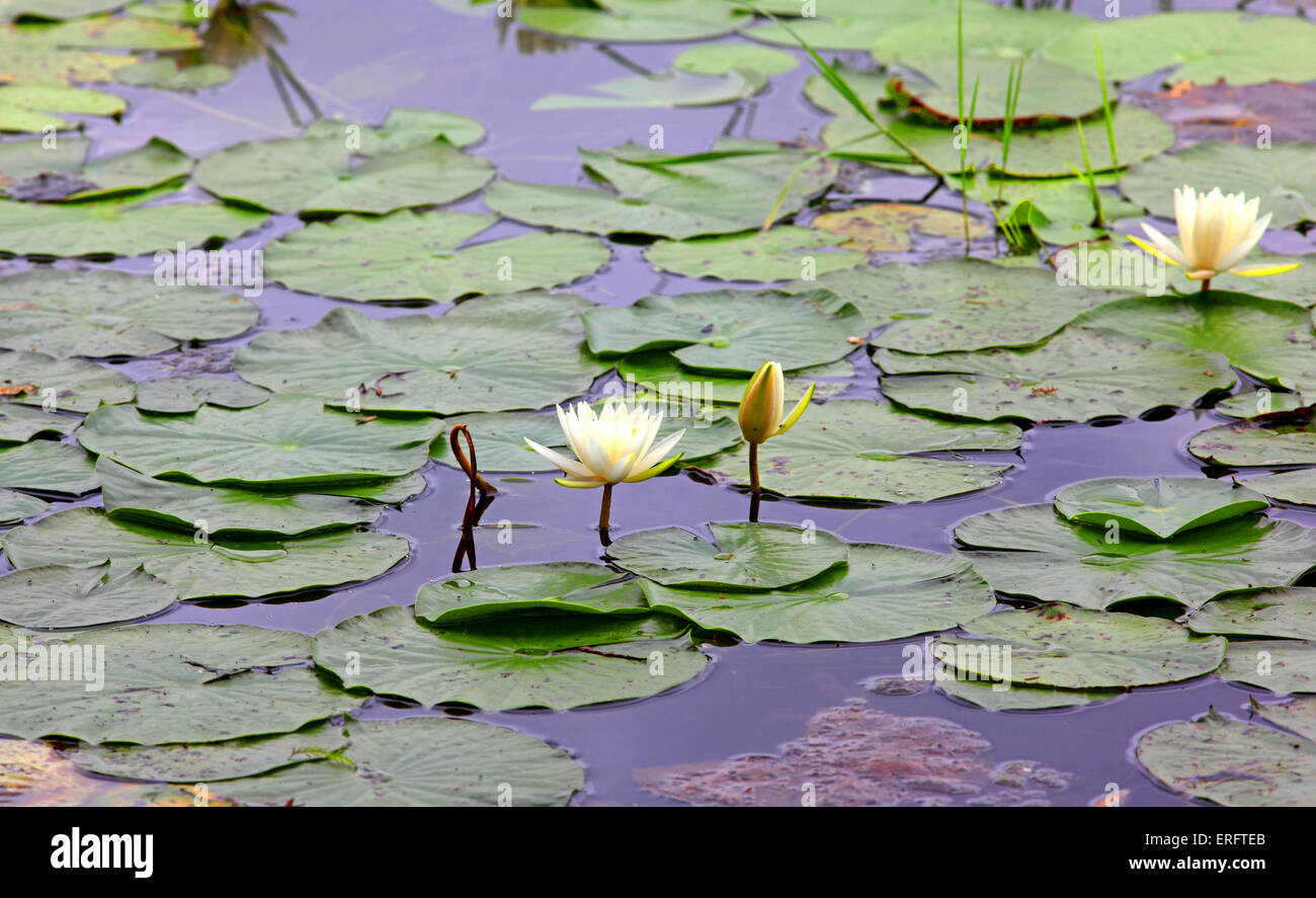Flowering white lily pads Stock Photo - Alamy