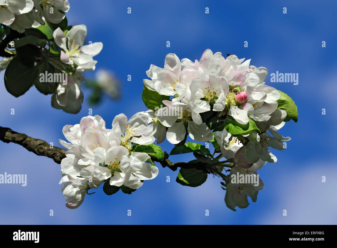 Spring. Apple tree in blossom. Beautiful flowers closeup Stock Photo ...