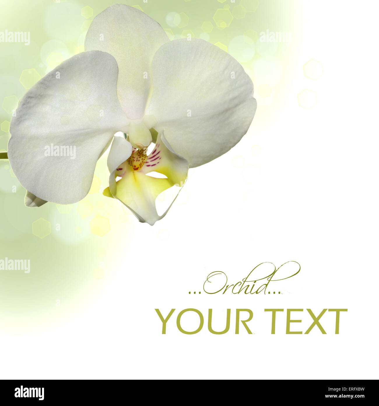 Multi colored flower border hi-res stock photography and images - Alamy