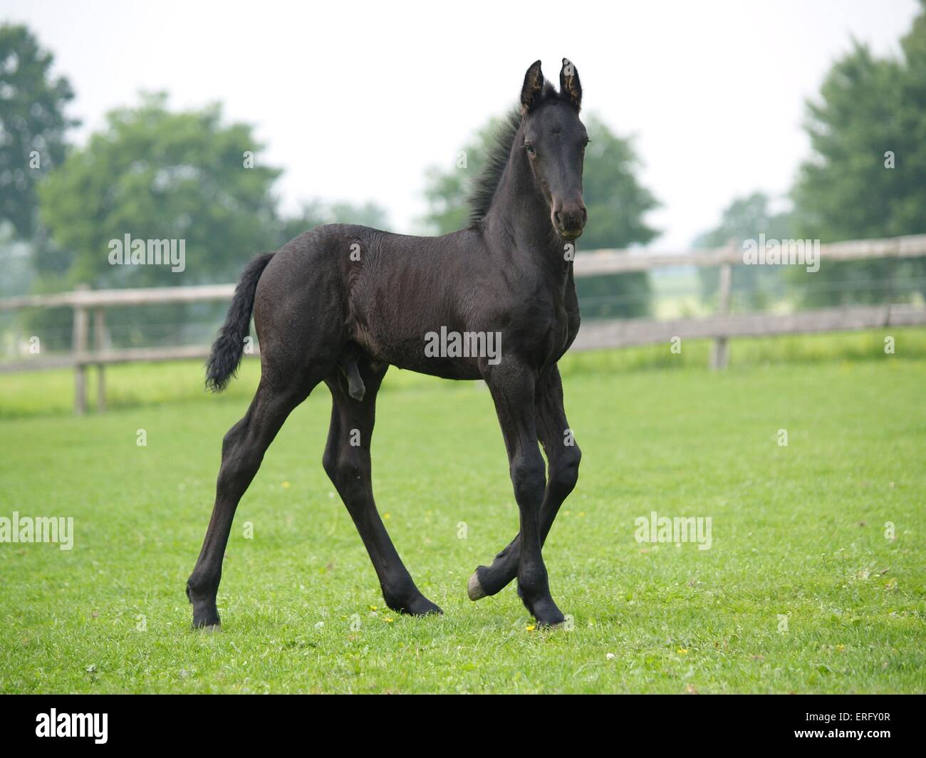 Friesian Horse Foal Stock Photo: 83329031 - Alamy