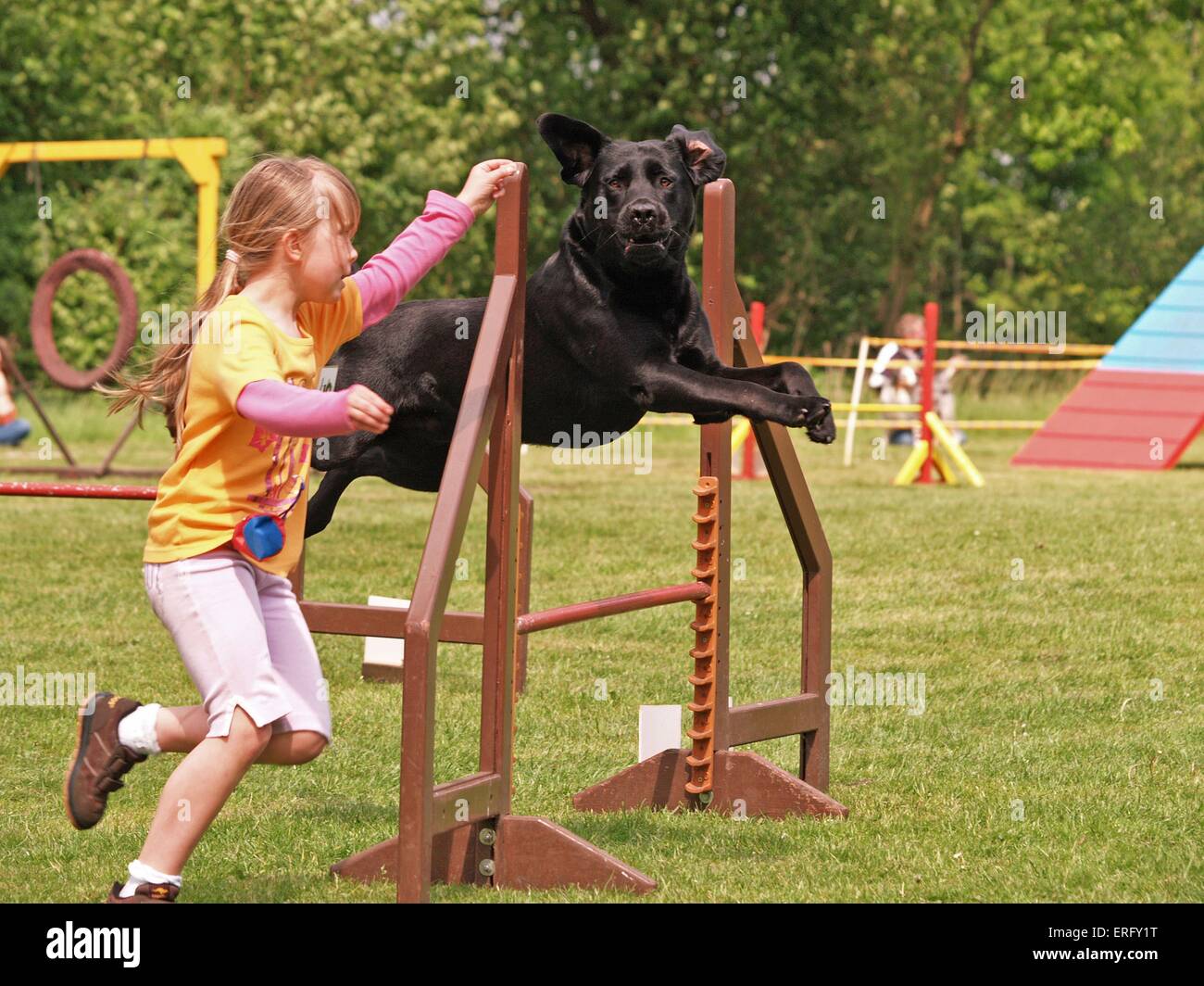 Black labrador retriever agility hi-res stock photography and images ...