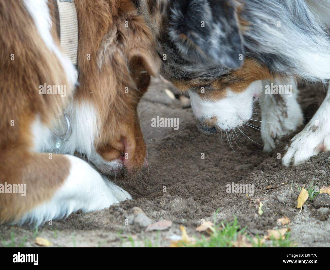Burrowing carnivore hi-res stock photography and images - Alamy