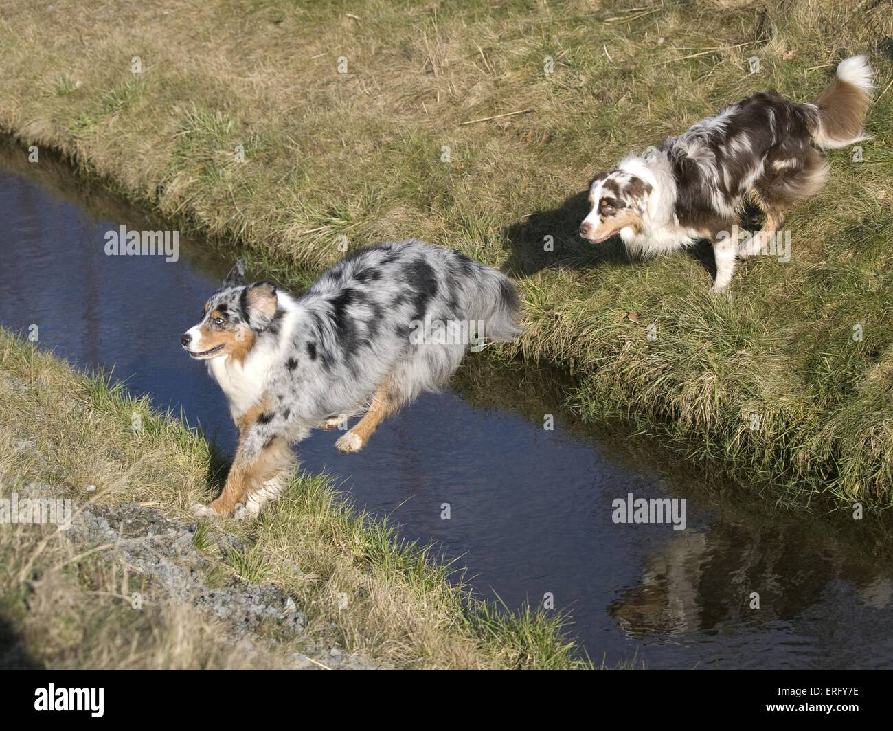 jumping Australian Shepherd Stock Photo - Alamy