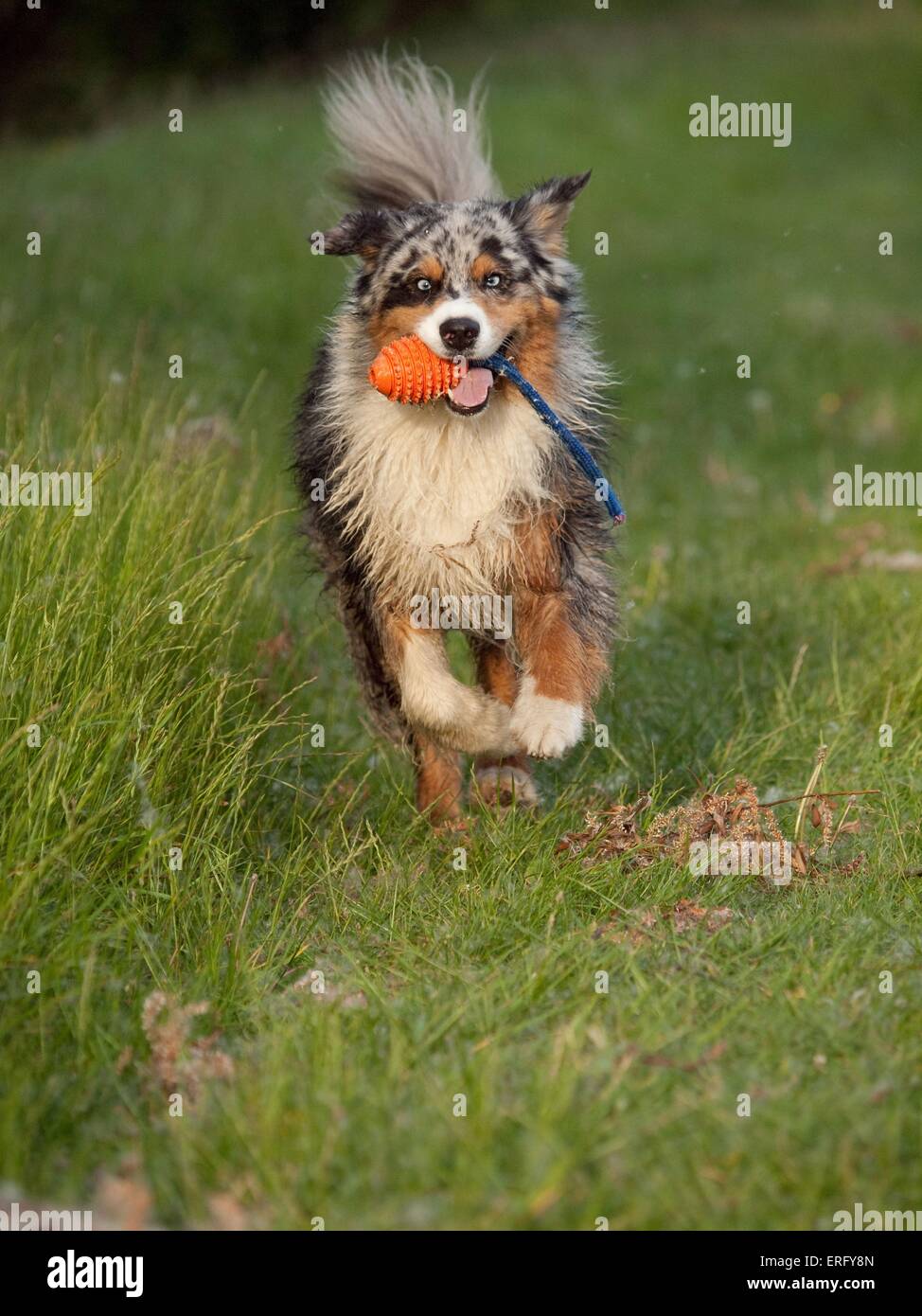 playing Australian Shepherd Stock Photo - Alamy