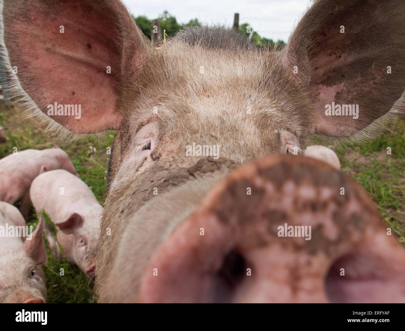 4 pigs hi-res stock photography and images - Alamy