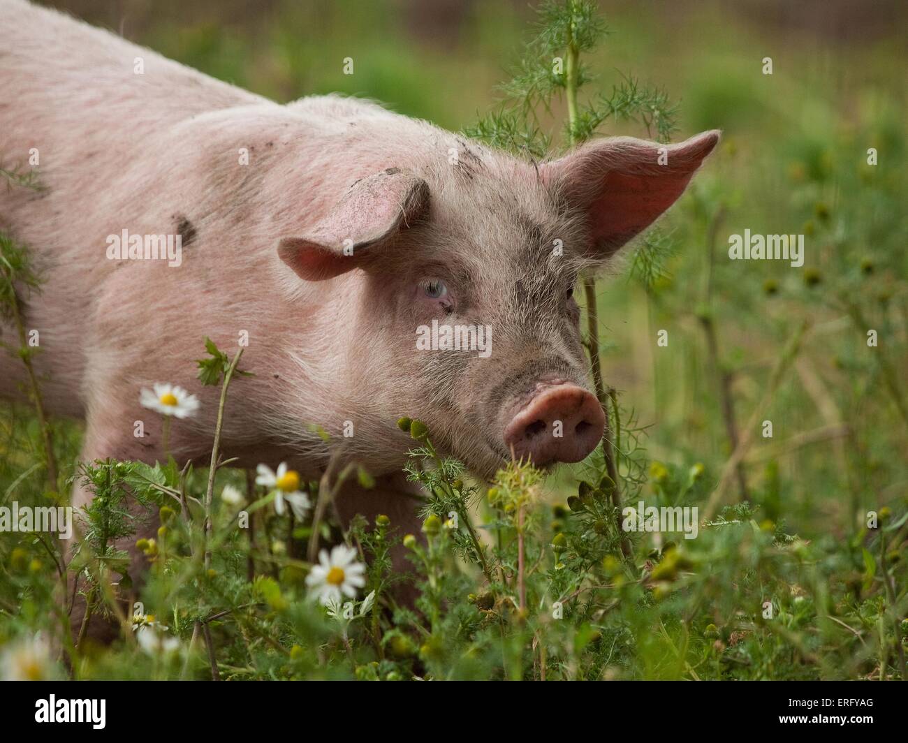 Piglet flower hi-res stock photography and images - Alamy
