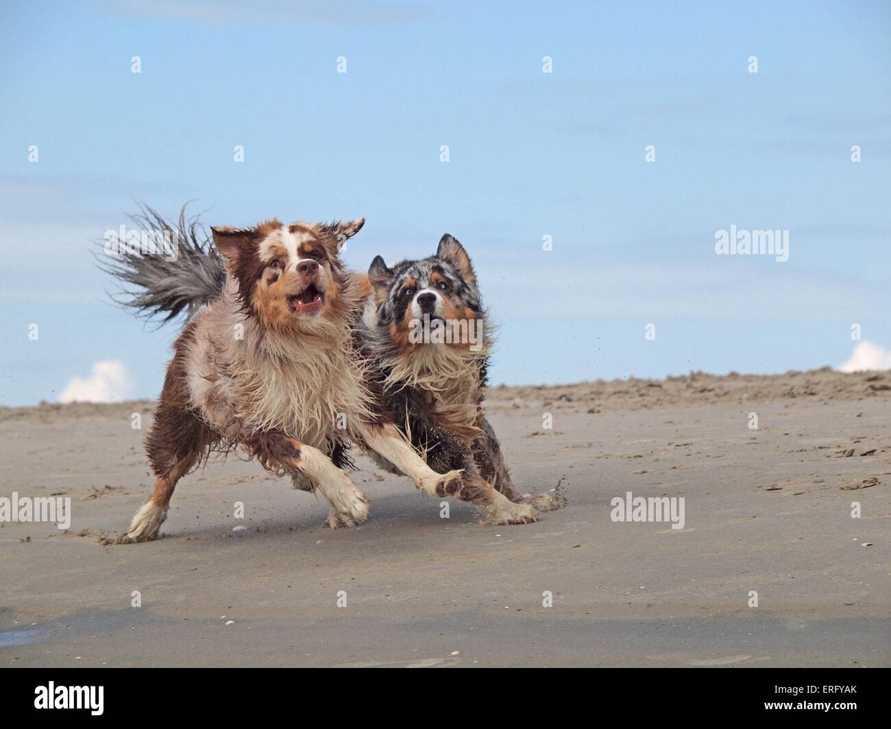 Adult australian shepherd dog hi-res stock photography and images - Alamy