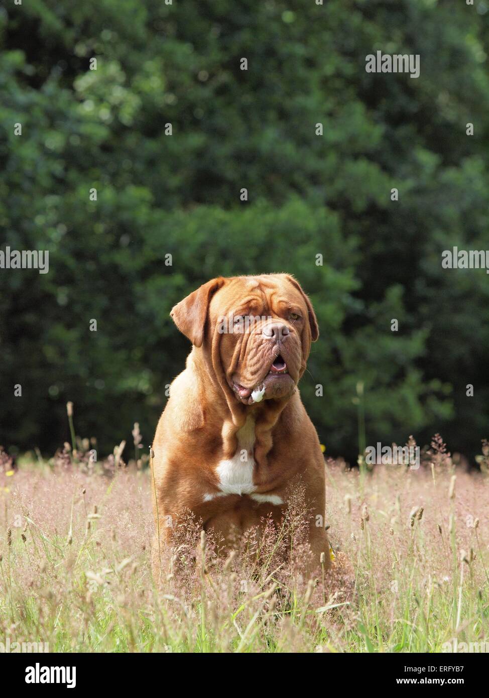 Bordeauxdogs hi-res stock photography and images - Alamy