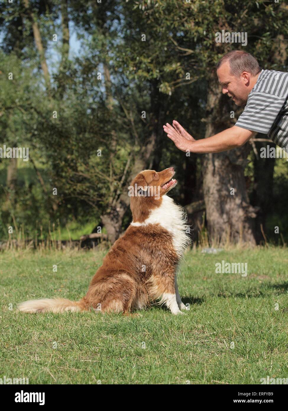 Australian Shepherd at training Stock Photo - Alamy