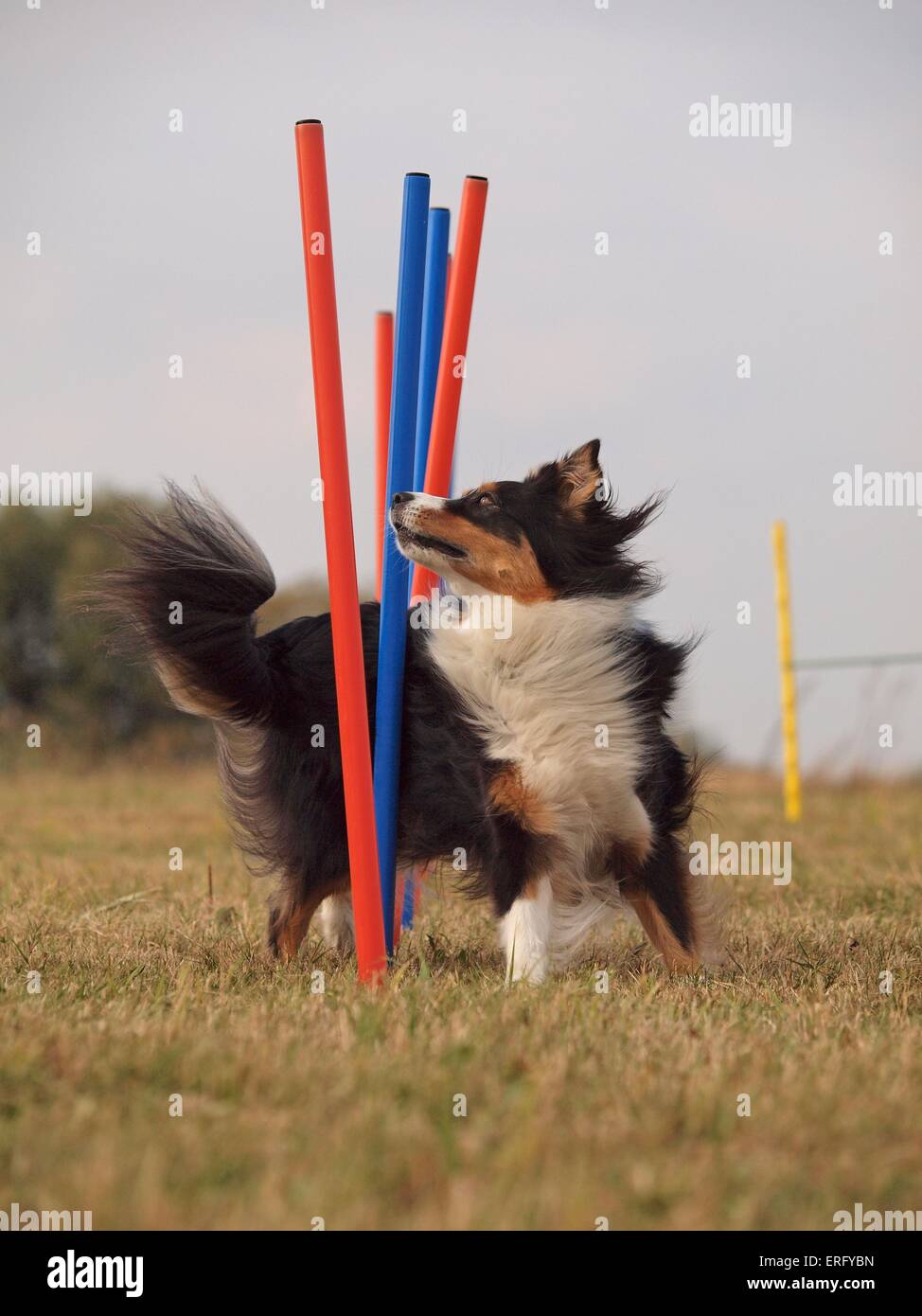Australian shepherd agility hi-res stock photography and images - Alamy