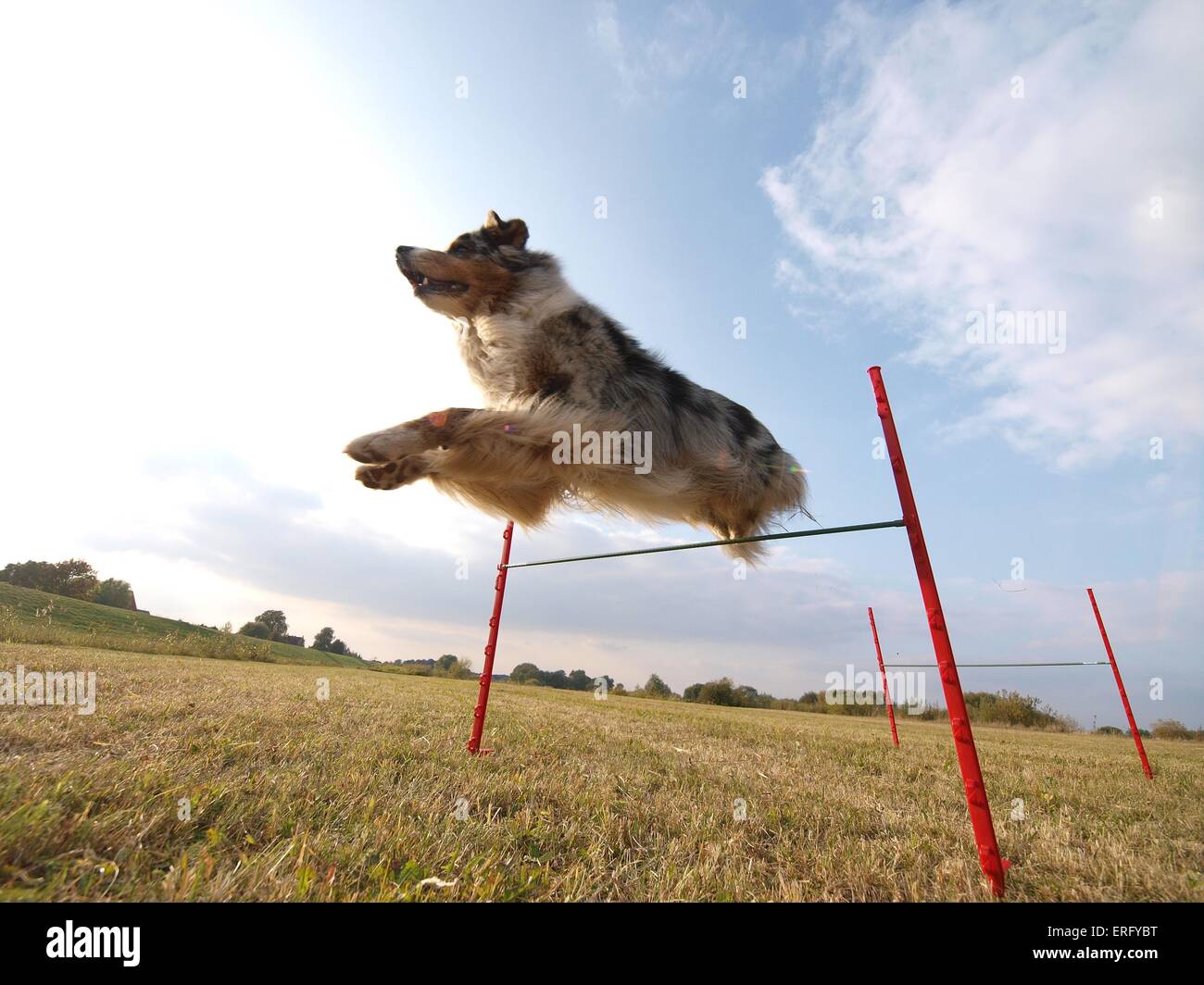 Australian Shepherd at agility Stock Photo - Alamy
