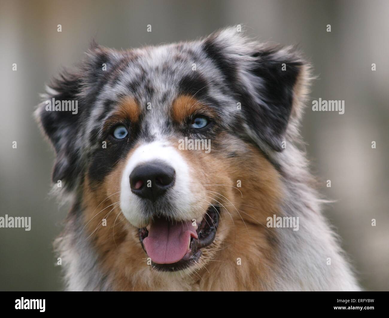 Australian Shepherd Portrait Stock Photo - Alamy
