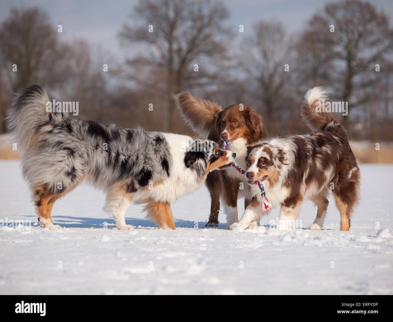 playing Australian Shepherds Stock Photo - Alamy