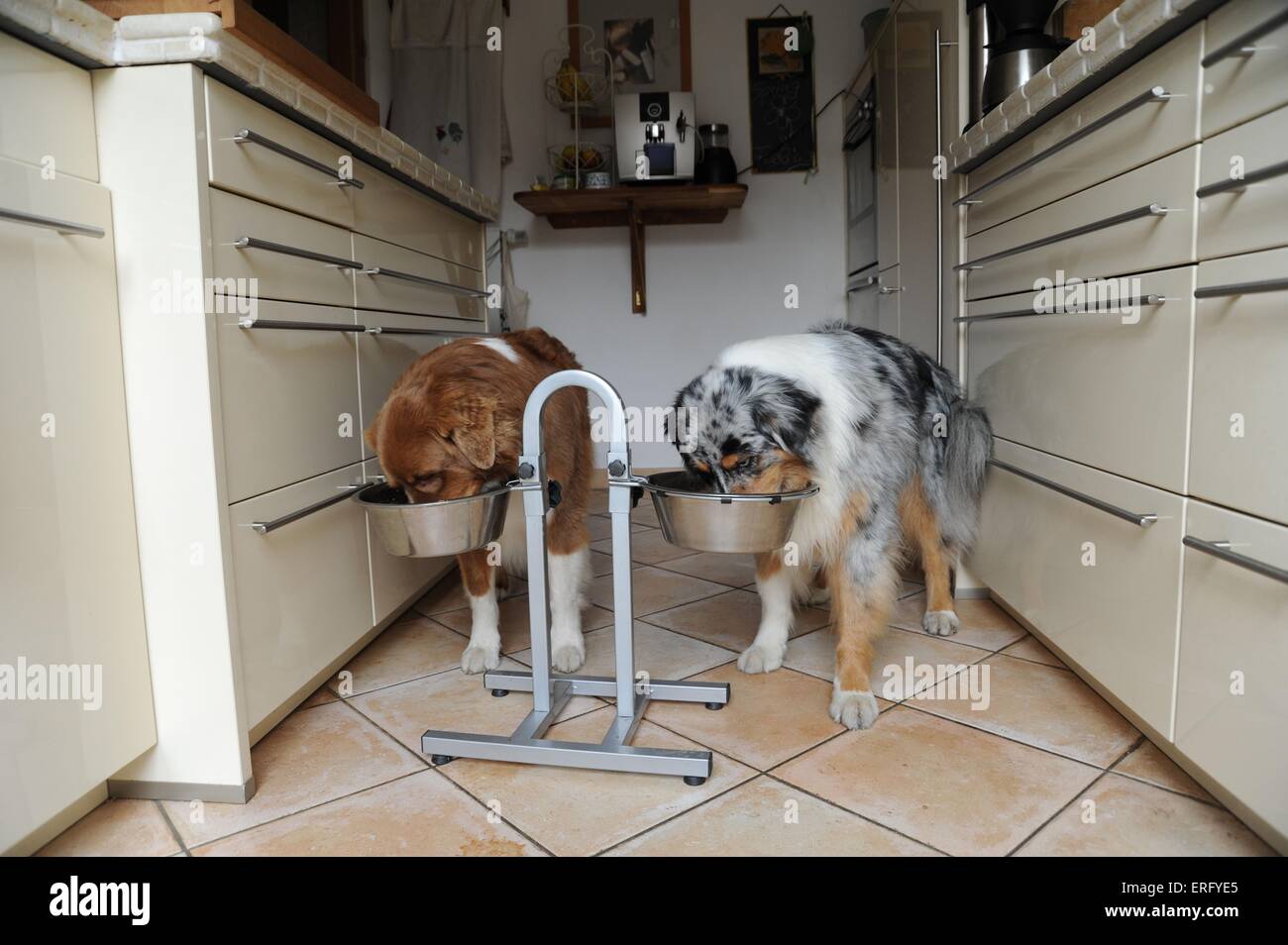eating Australian Shepherds Stock Photo - Alamy