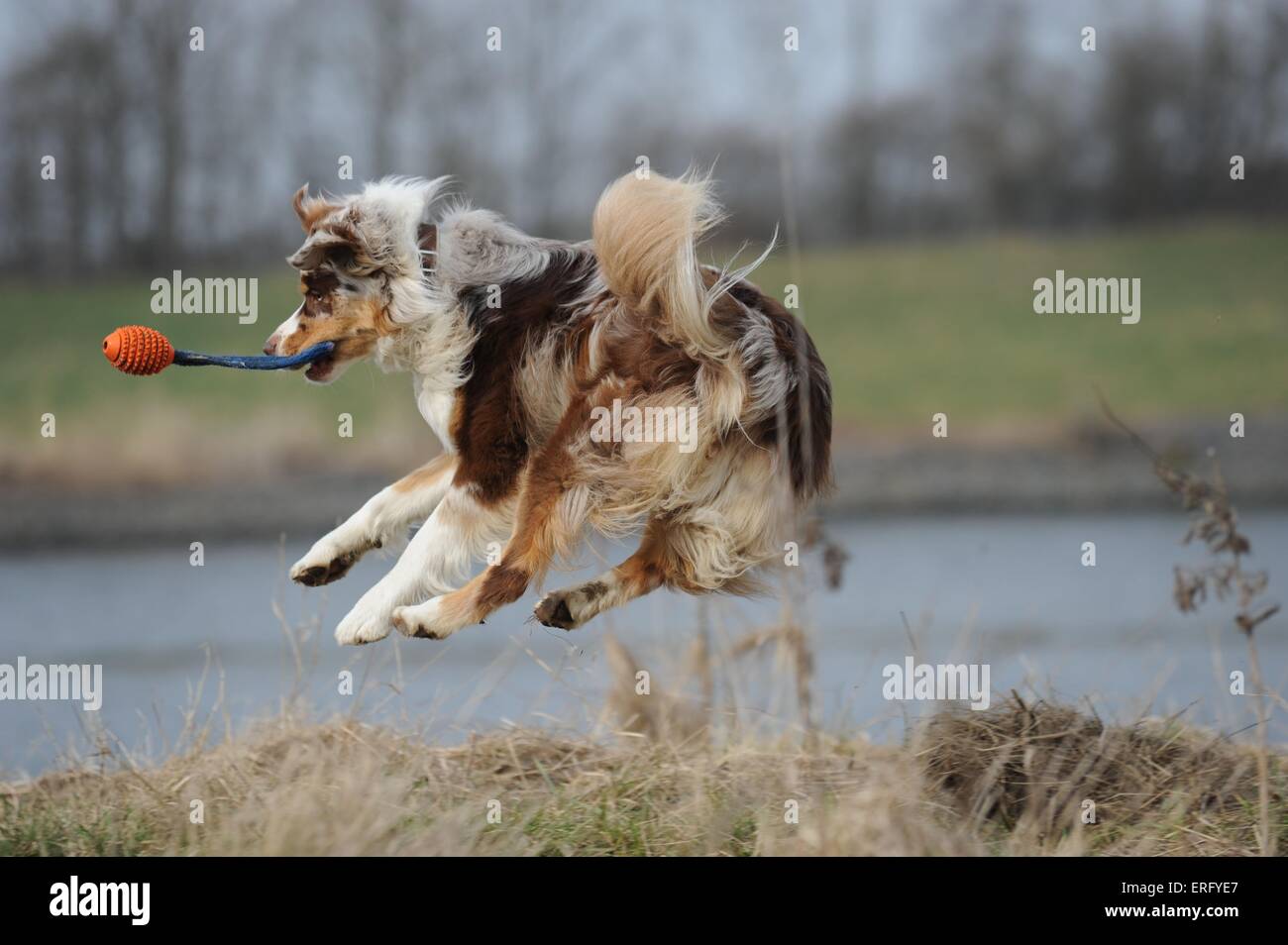 playing Australian Shepherd Stock Photo - Alamy
