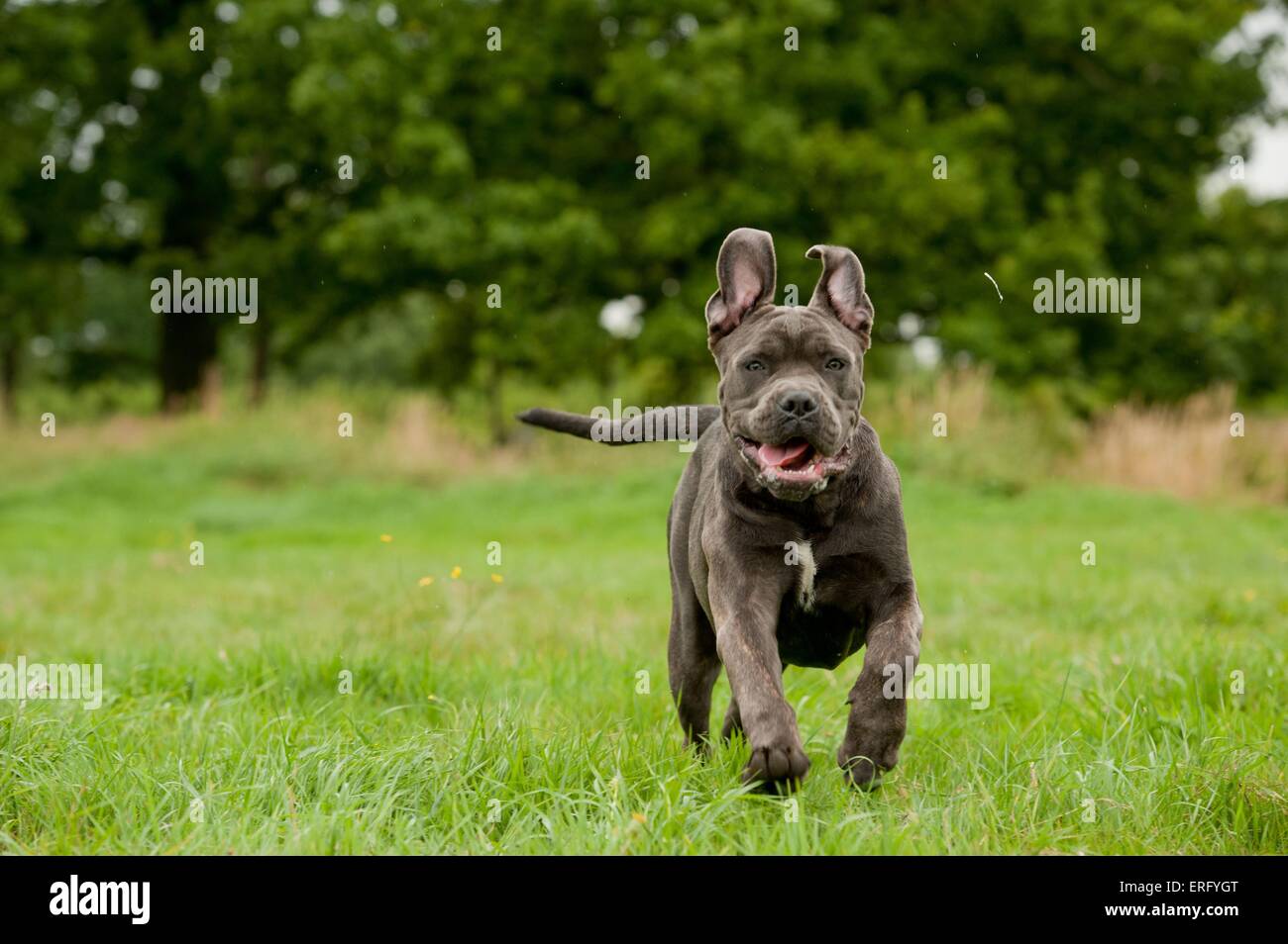 running Cane Corso Stock Photo - Alamy
