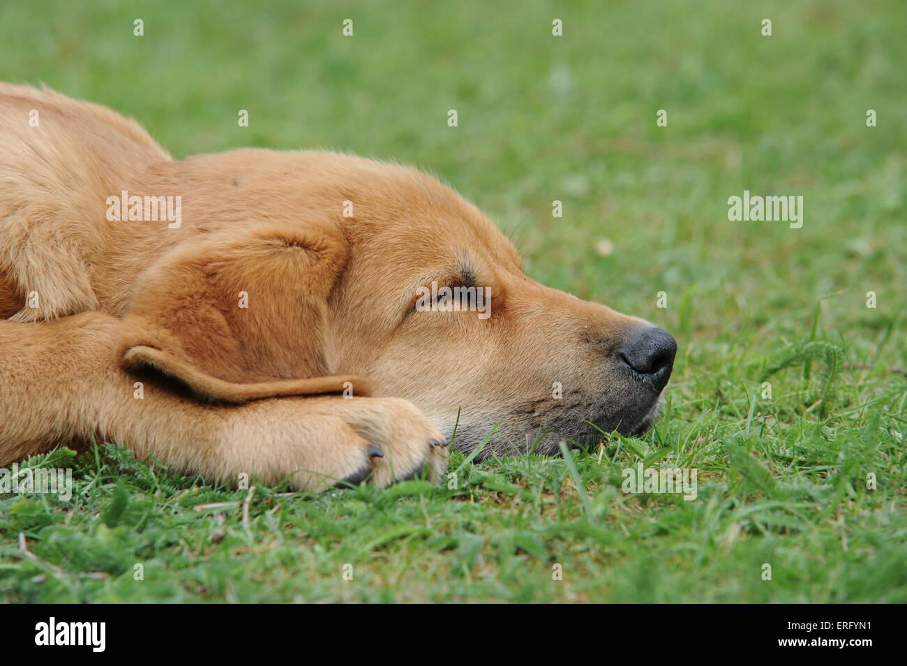 young Mastin Espanol Stock Photo - Alamy