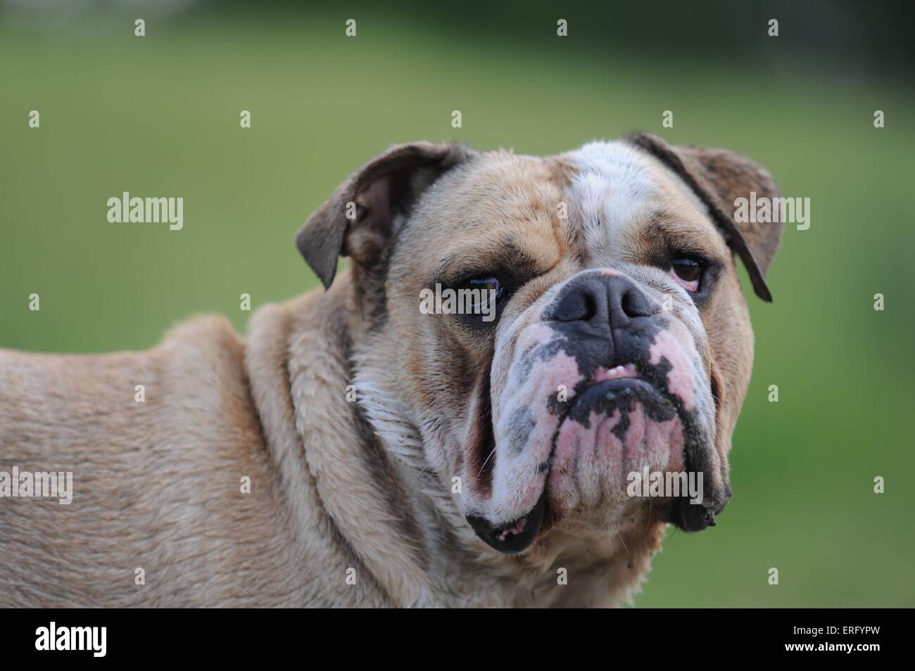 English Bulldog Portrait Stock Photo - Alamy