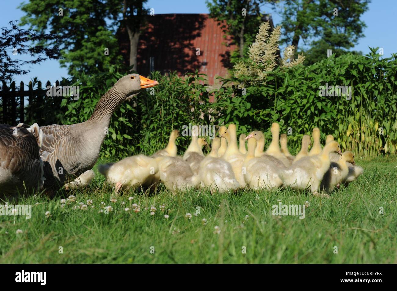 Adult and young geese hi-res stock photography and images - Alamy