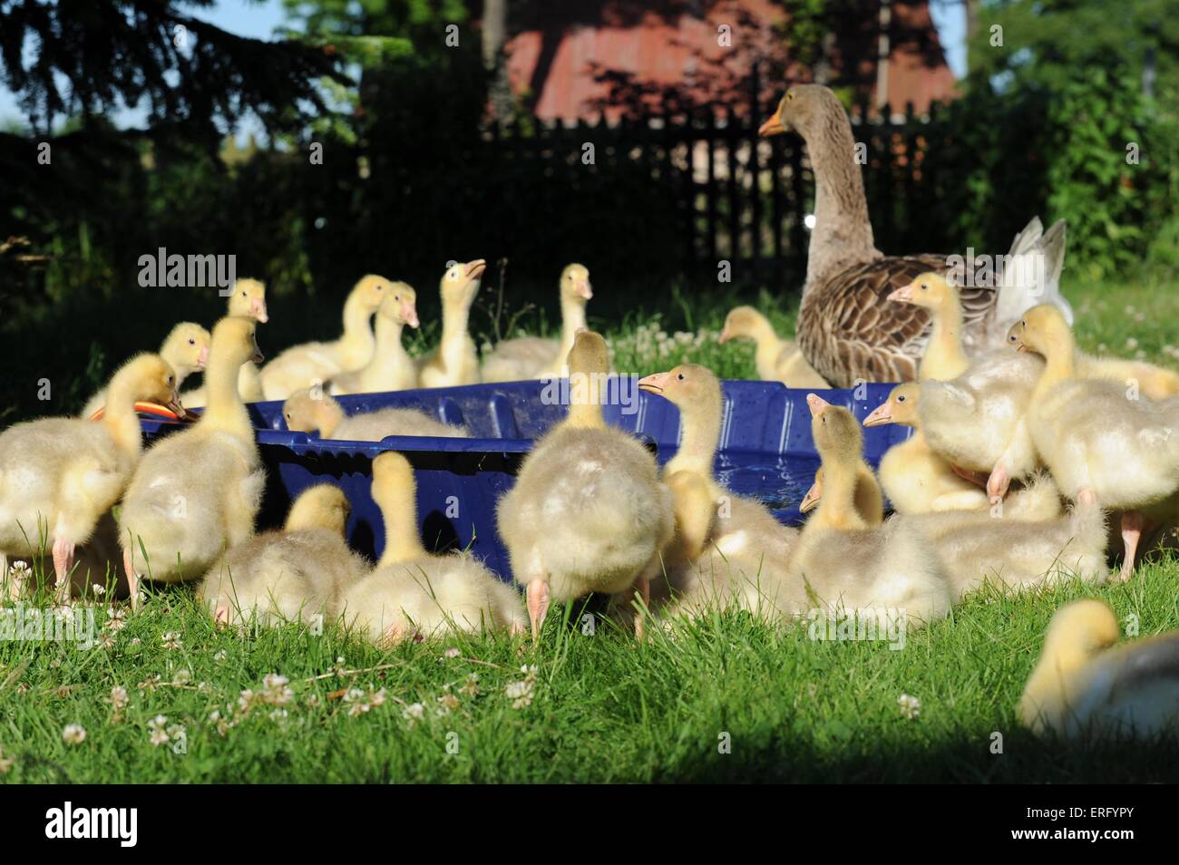 Geese anserini with their young animals hi-res stock photography and ...