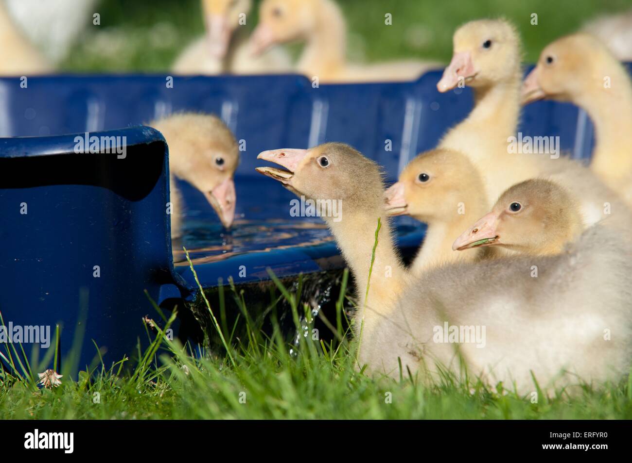 Young geese hi-res stock photography and images - Alamy