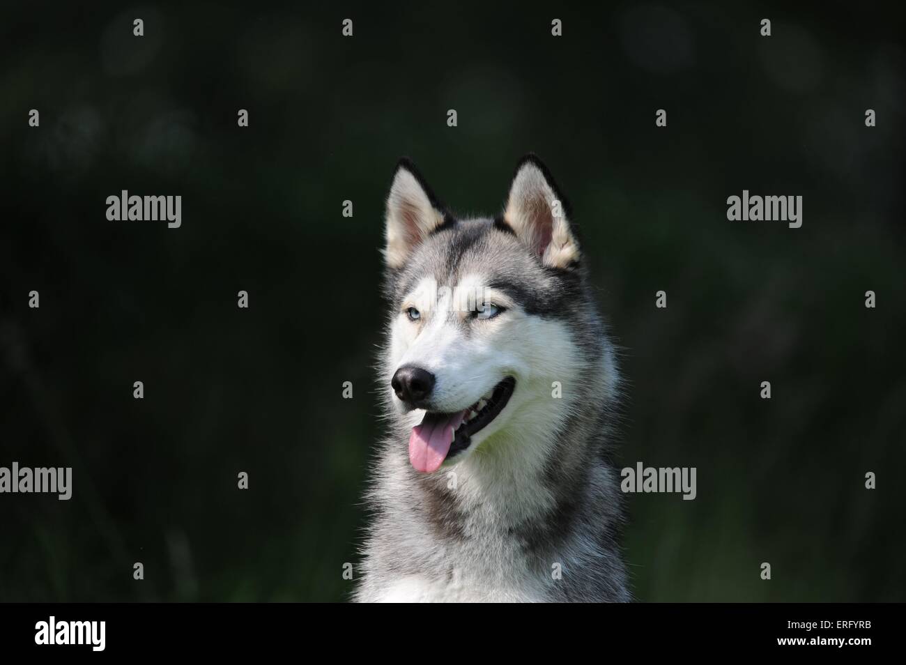 Siberian Husky Portrait Stock Photo - Alamy