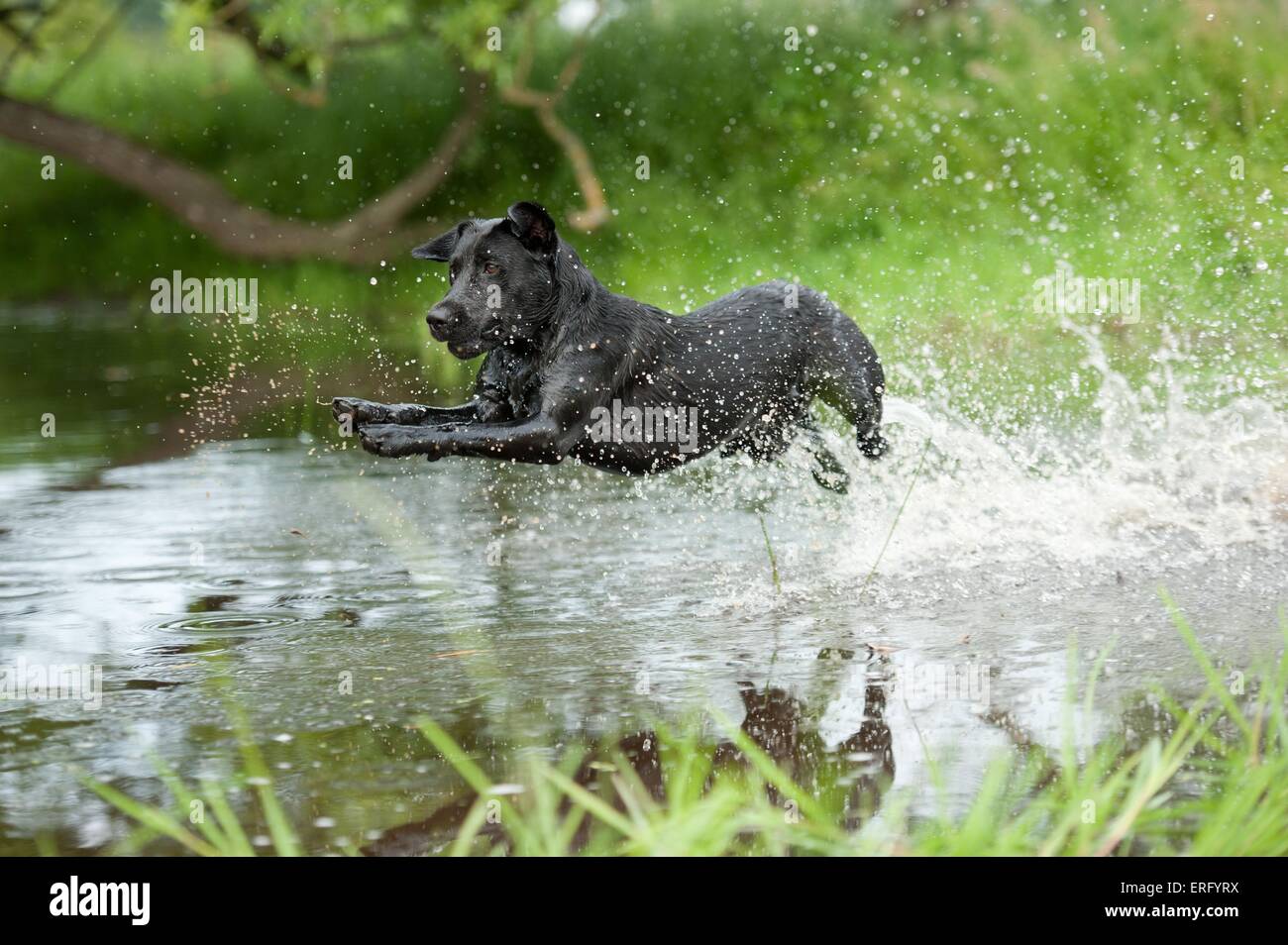 bathing Labrador Retriever Stock Photo - Alamy