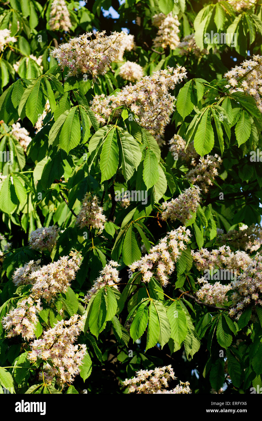 Blooming chestnut in springtime Stock Photo - Alamy