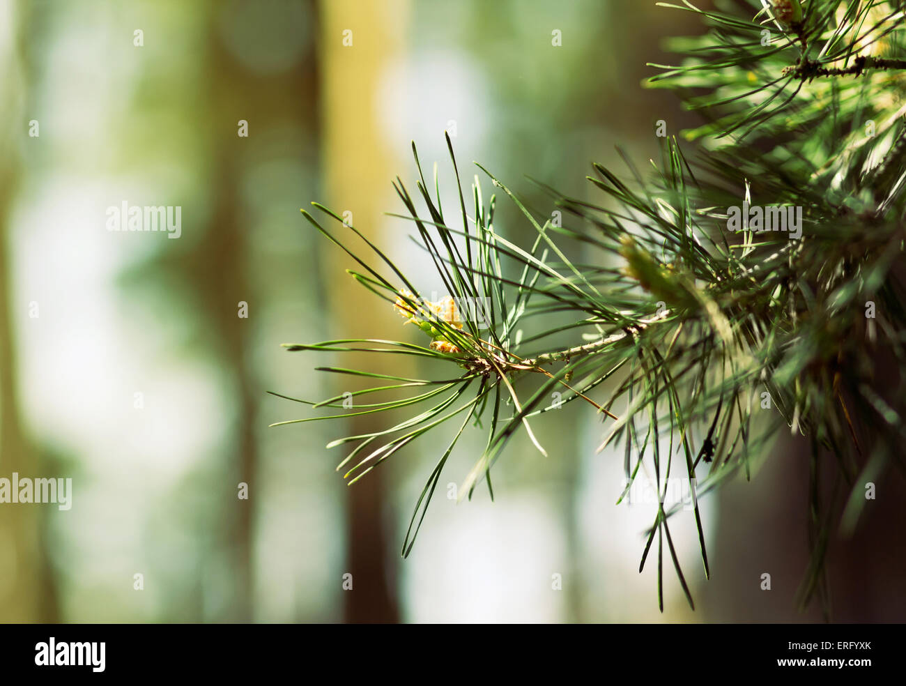 Fir tree branch in forest Stock Photo - Alamy