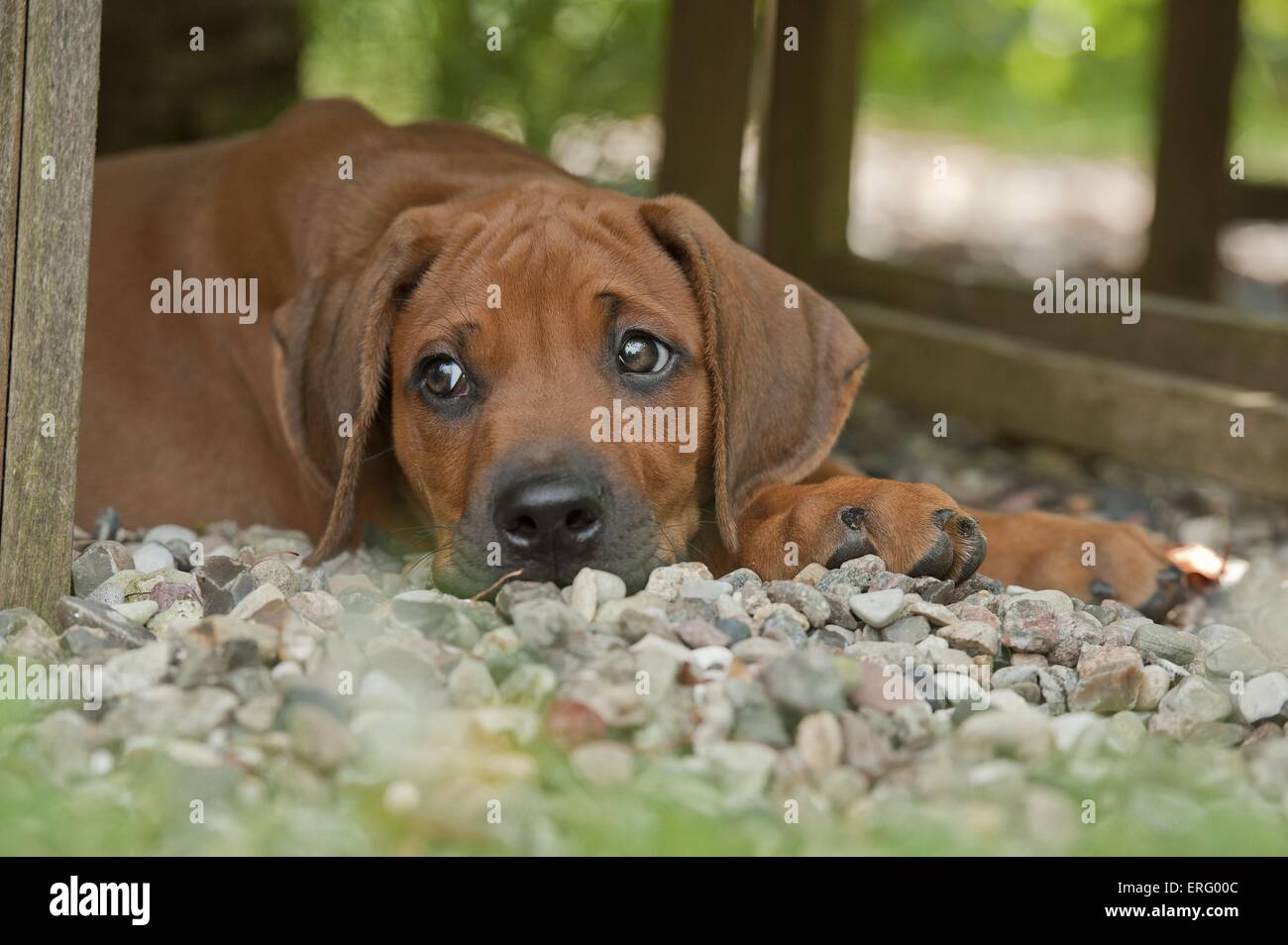 Rhodesian Ridgeback Puppy Stock Photo - Alamy