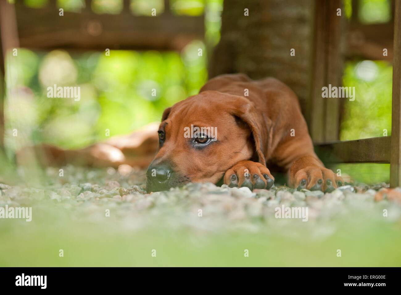 Rhodesian Ridgeback Puppy Stock Photo - Alamy