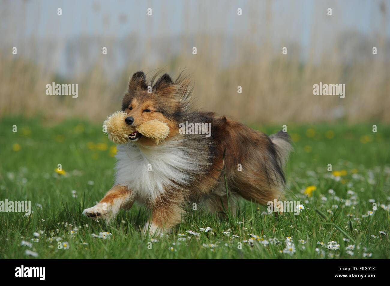 playing Shetland Sheepdog Stock Photo - Alamy