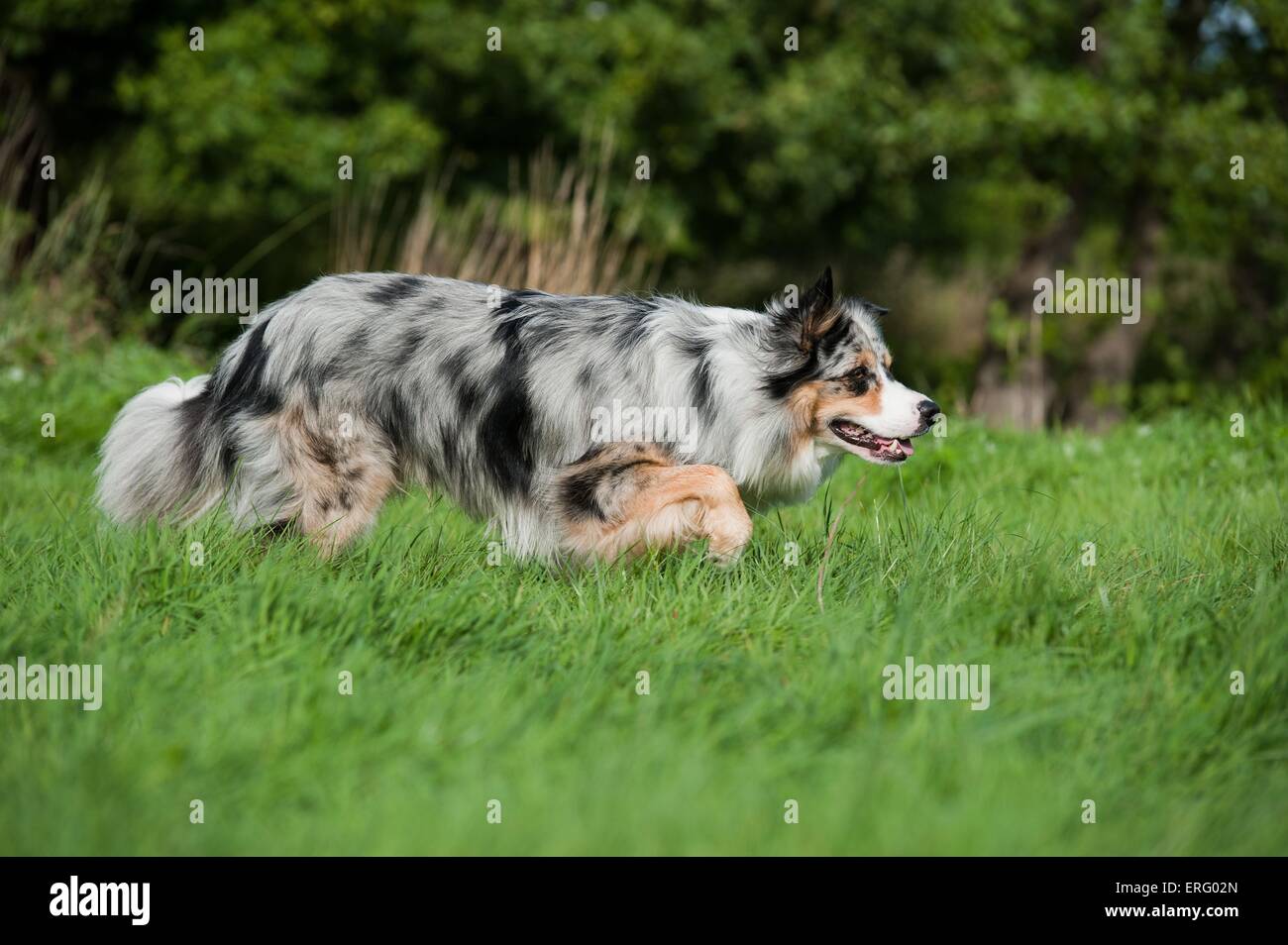 walking Border Collie Stock Photo - Alamy
