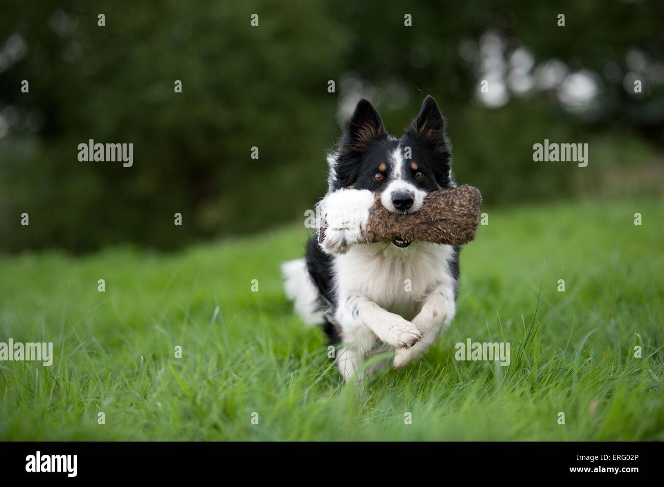 playing Border Collie Stock Photo - Alamy