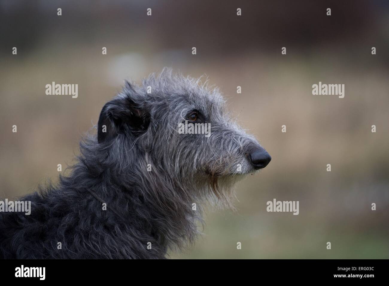 Scottish deerhounds hi-res stock photography and images - Alamy