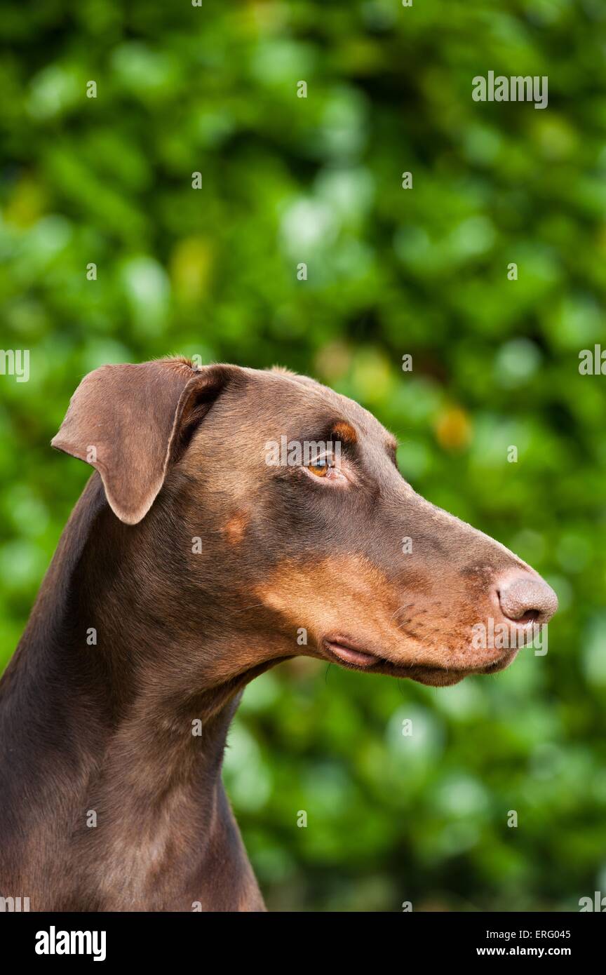 Doberman Pinscher Portrait Stock Photo - Alamy