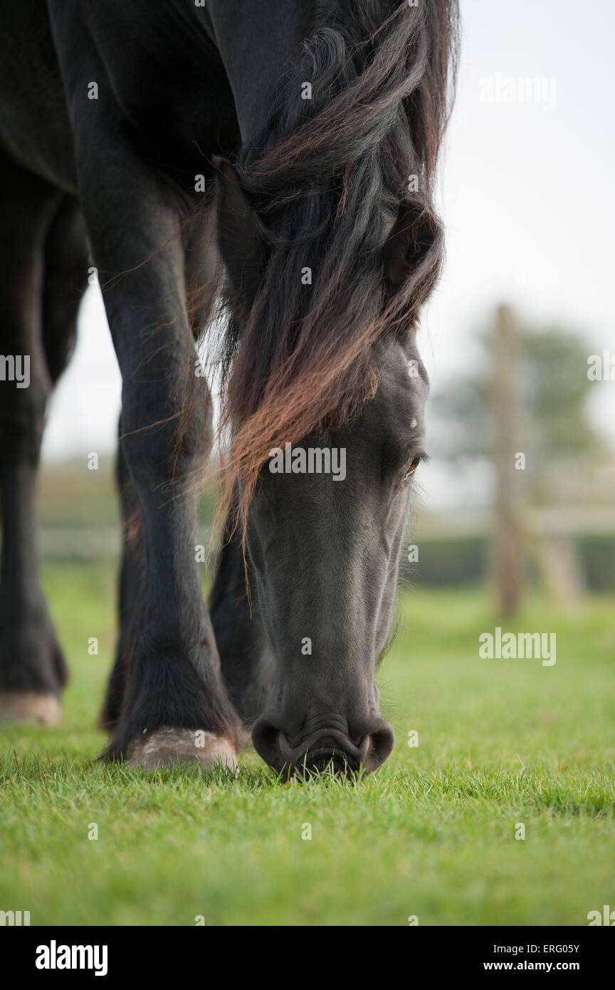 Frisian food hi-res stock photography and images - Alamy